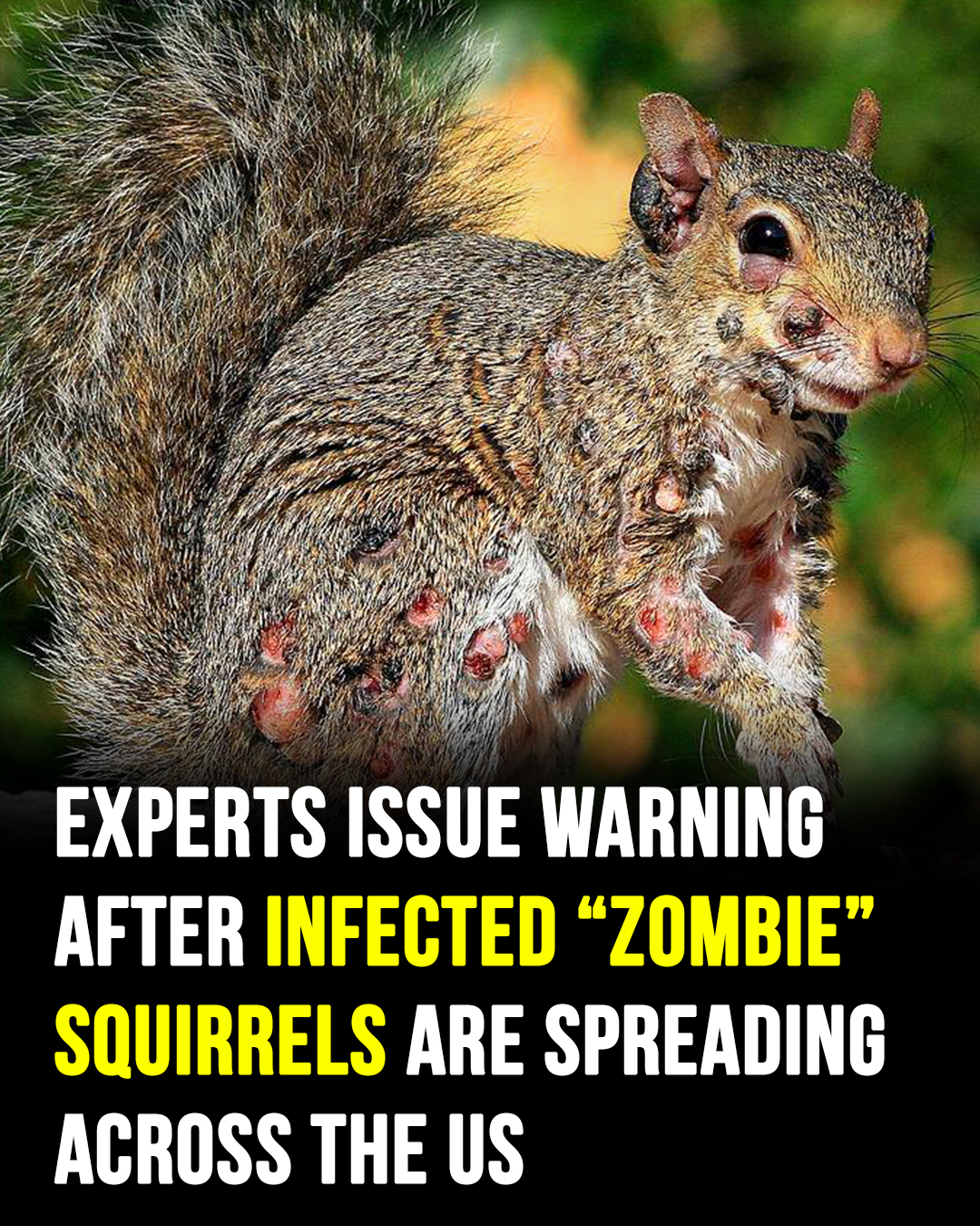 ‘Zombie Squirrels’ with oozing flesh terrify U.S. homeowners - HORIZON VIBE